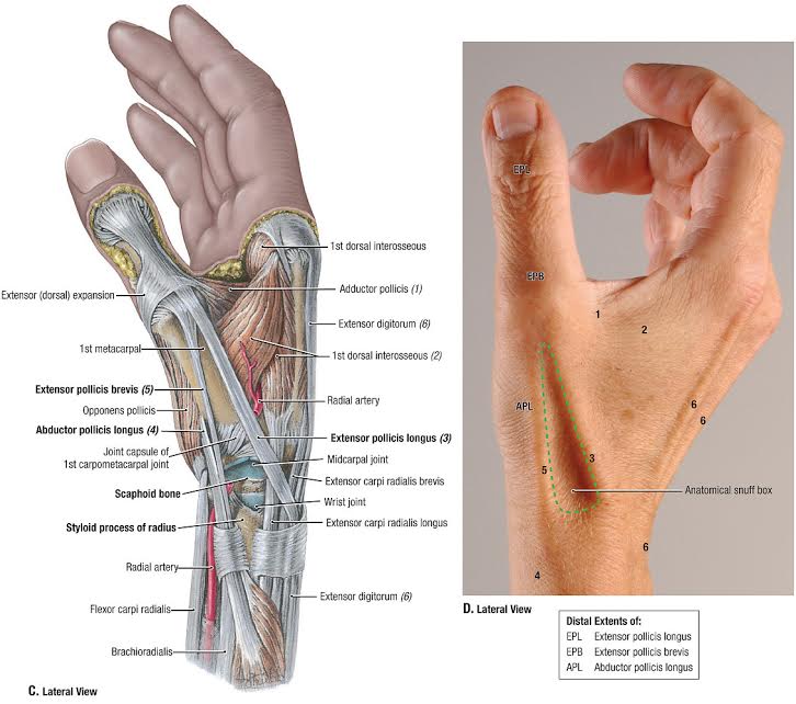 Thumb Anatomy Ross Acupuncture Oakland Thumb Anatomy Ross Acupuncture Oakland
